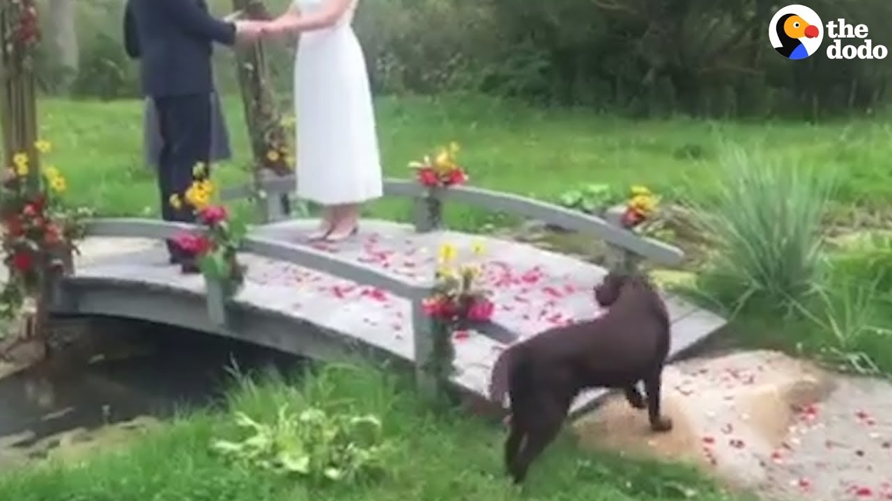 Dog Crashes Wedding and Decides To Stay | The Dodo