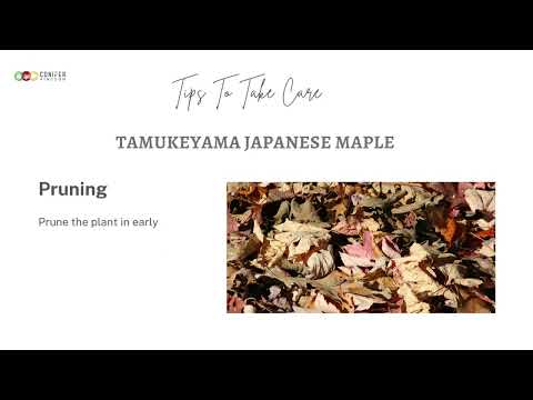 Tamukeyama Japanese Maple Care: Tips and Tricks for Keeping Your Tree Healthy