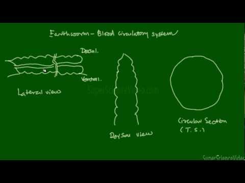 Earth worm blood circulatory system