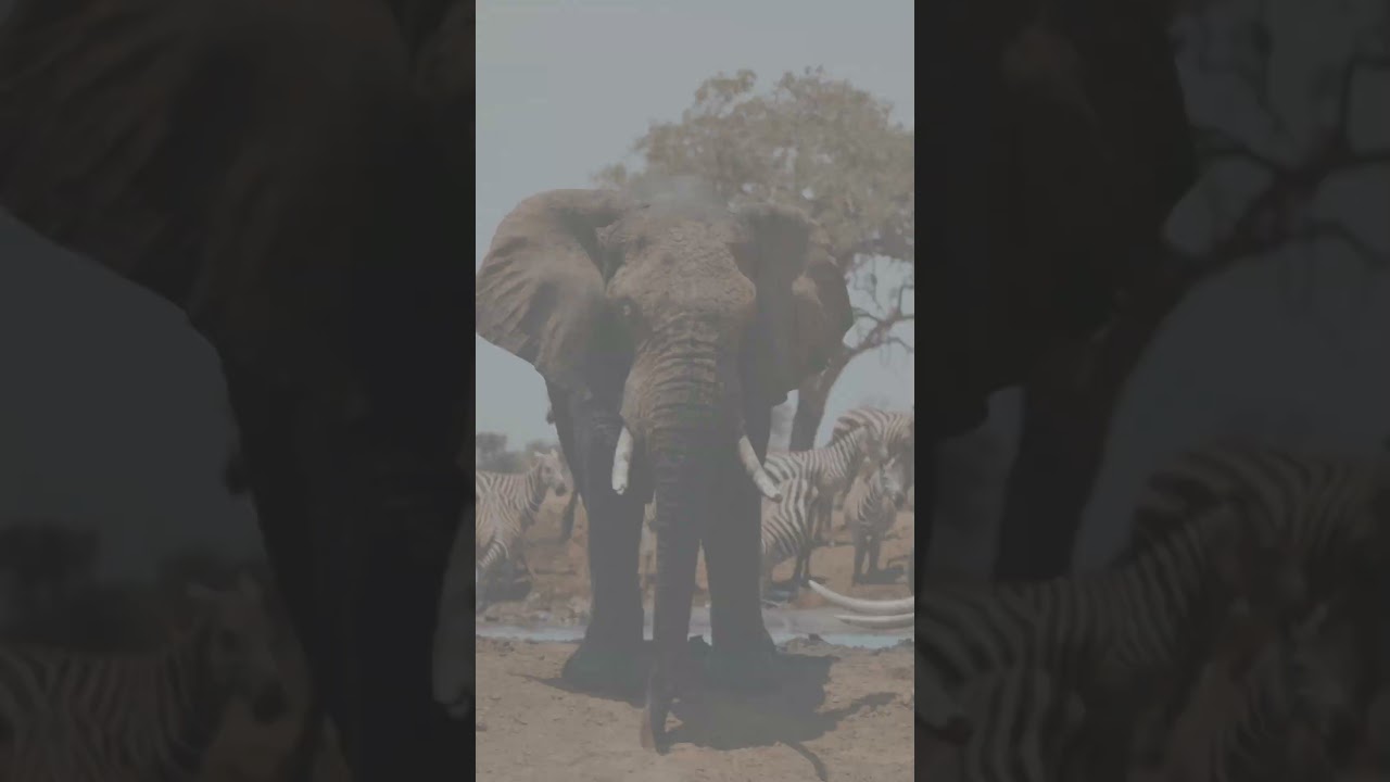 #Wildlife  #FactsShorts #AmazingFacts  #MindBlowingFacts  #FactsSlay