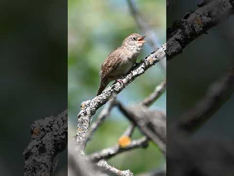 House Wren Bird Song #shorts