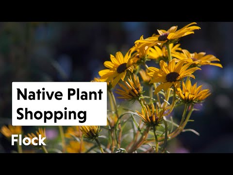 NATIVE PLANT SHOPPING at Catskill Native Nursery — Ep. 127