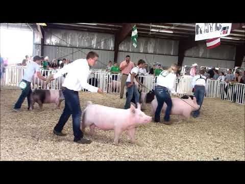 4-H Swine Showmanship