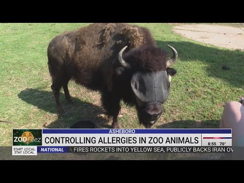 North Carolina Zoo helps Annie the bison manage allergies