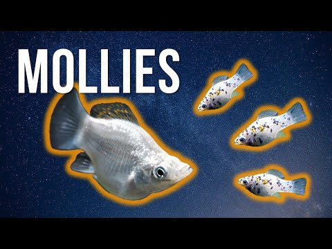 MOLLY FISH CARE – Best Beginner Livebearer?