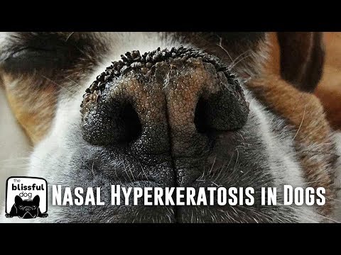 Nasal Hyperkeratosis in Dogs