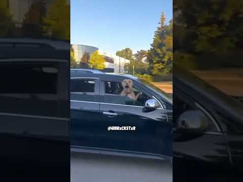 Dog Really Said Help Me! - RxCKSTxR Comedy Voiceover!
