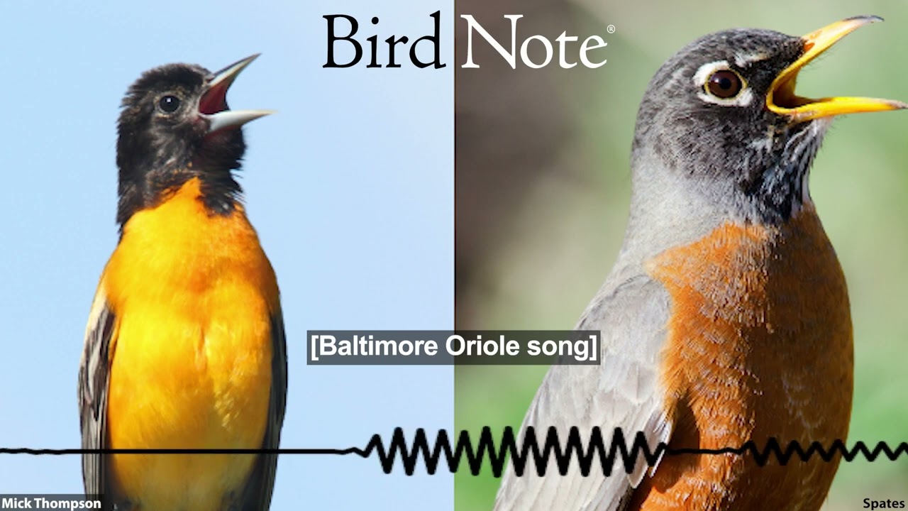 Telling Apart Two Cheery Bird Songs