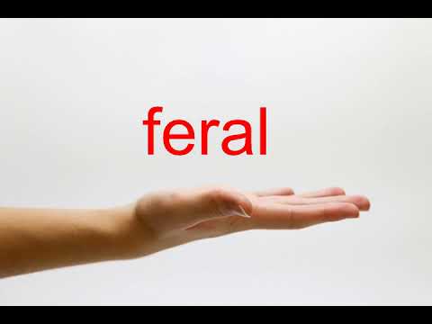 How to Pronounce feral - American English