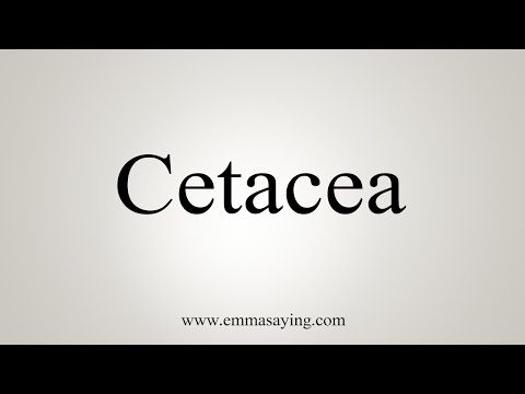 How To Say Cetacea