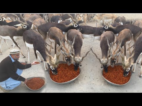 Black Buck Deer Farming Business by Dr.Waseem Ahmed Khan #blackbucks #wildlife #hunting #salmankhan