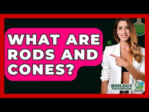 What Are Rods And Cones? - Biology For Everyone