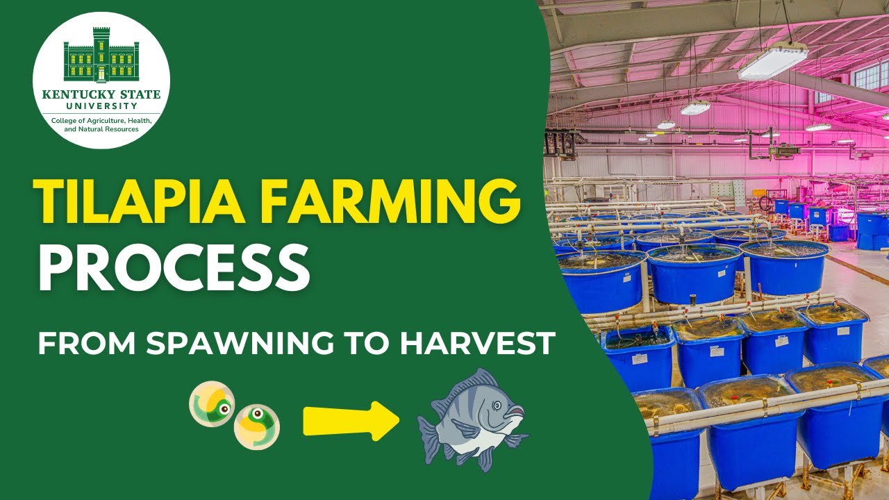 Tilapia Farming Process - From Spawning to Harvest