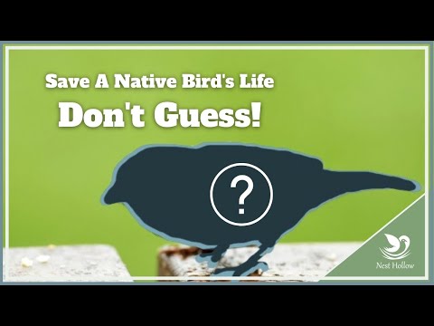 How to Tell House Sparrows From Other Birds + ID Quiz