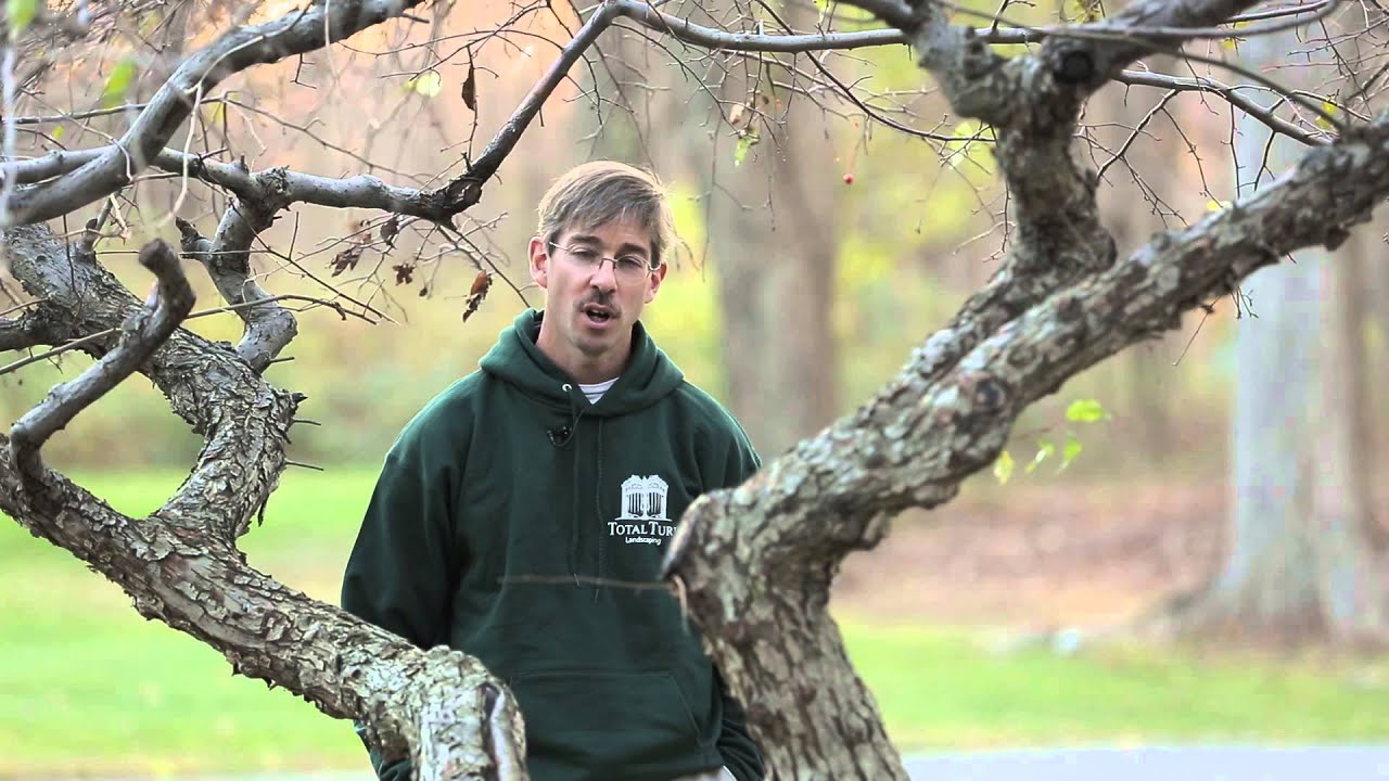 A Lesson in Dormant Pruning