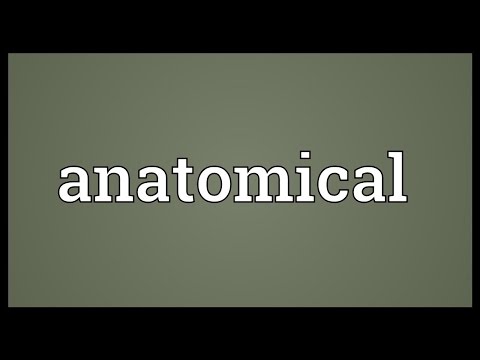Anatomical Meaning