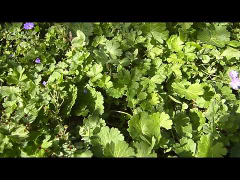 Unsuitable characteristics for plants used in grass-free lawns