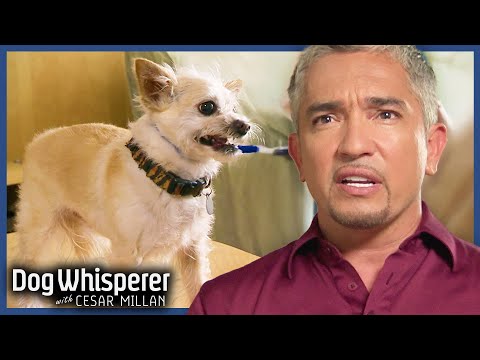 Tiny Guard Dog Bites Back at Neighbors | Full Episode | Dog Whisperer with Cesar Millan