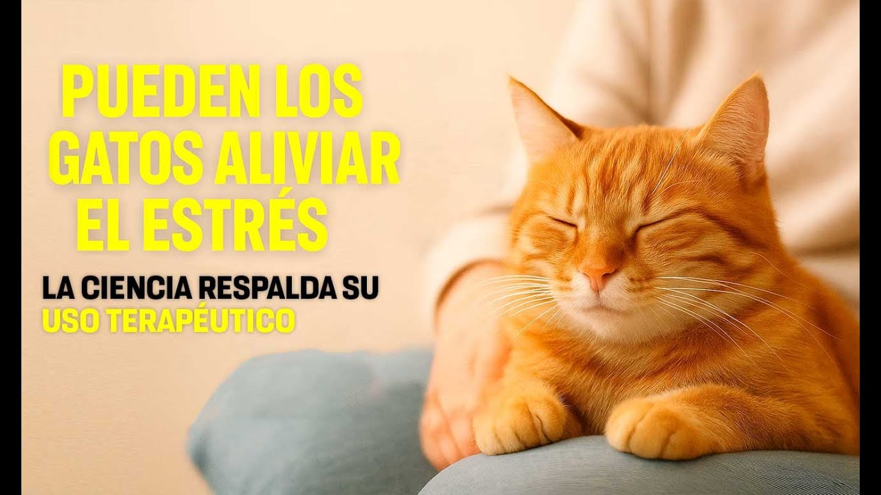 ¿Cómo ayudan los gatos con el estrés y la ansiedad? Aquí te decimos ...