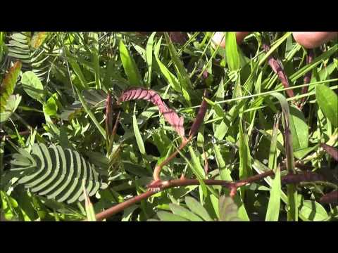 Makahiya Plant meaning touch me not