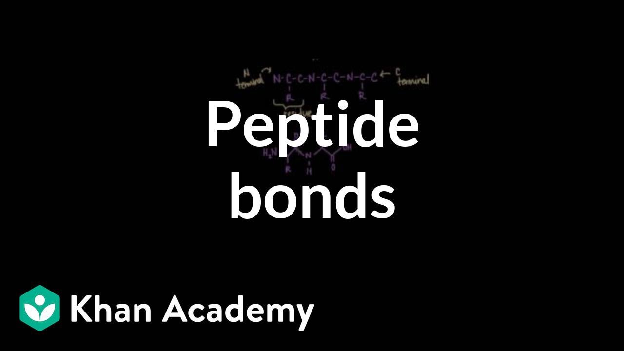 Peptide bonds: Formation and cleavage | Chemical processes | MCAT | Khan Academy