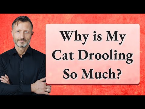 Why is My Cat Drooling So Much?