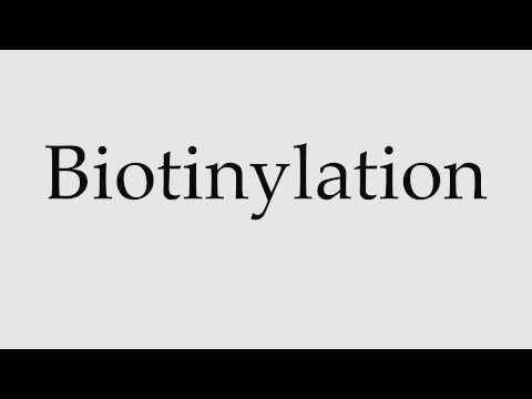 How to Pronounce Biotinylation