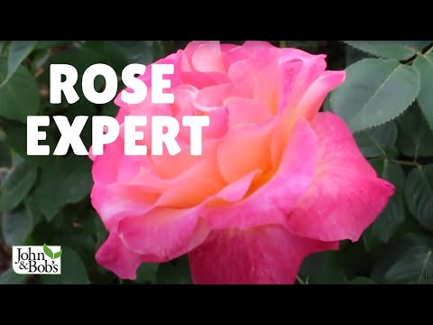 Rose Expert Details Success with John & Bob's