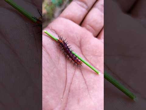 SUPER cute insects???? #anyuniqueanimals #animals #insects #bug #caterpillar #mantis