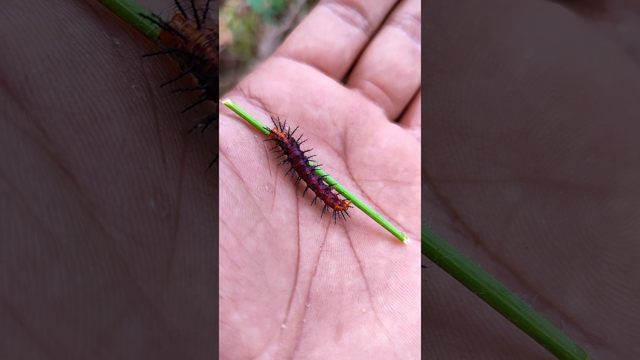 SUPER cute insects💖 #anyuniqueanimals #animals #insects #bug #caterpillar #mantis