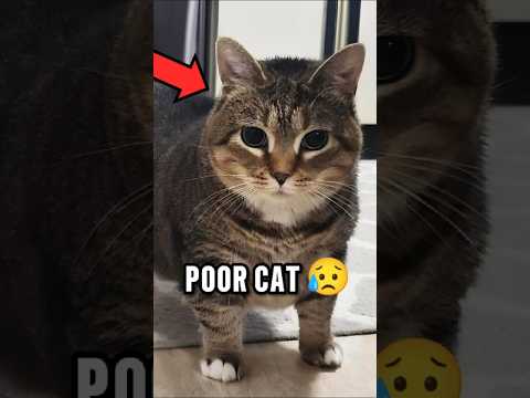 The Sad Story Behind This Meme ๐ข
