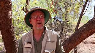 3 Things You Need to Know About Dinosaurs in the Desert!