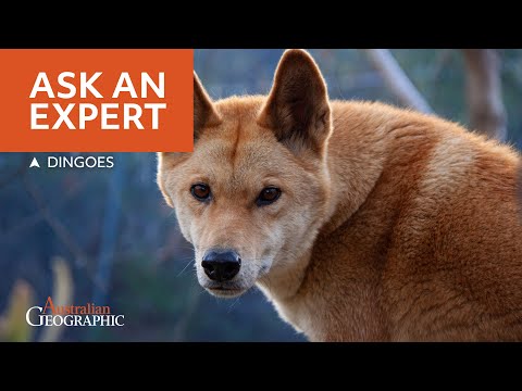 Find Out Facts About Dingoes You Never Knew - Ask An Expert!