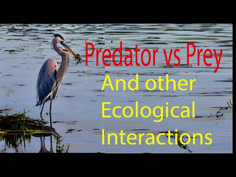 What do Predator and Prey really mean? Why are there so many terms in ecology?