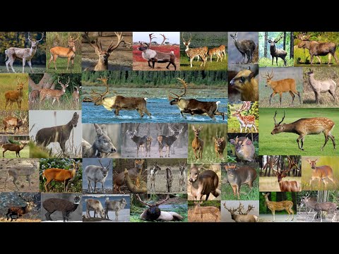 List Of Deer Species In The World