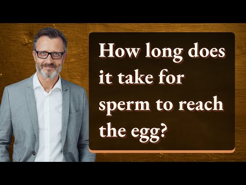 How long does it take for sperm to reach the egg?