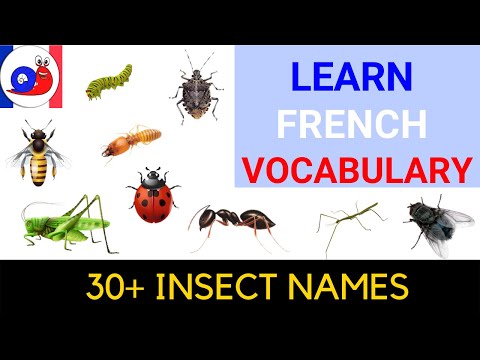 Learn Insects Name in French with pictures [Increase your vocabulary]