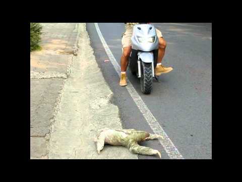 A Sloth Being Epic and Stuff