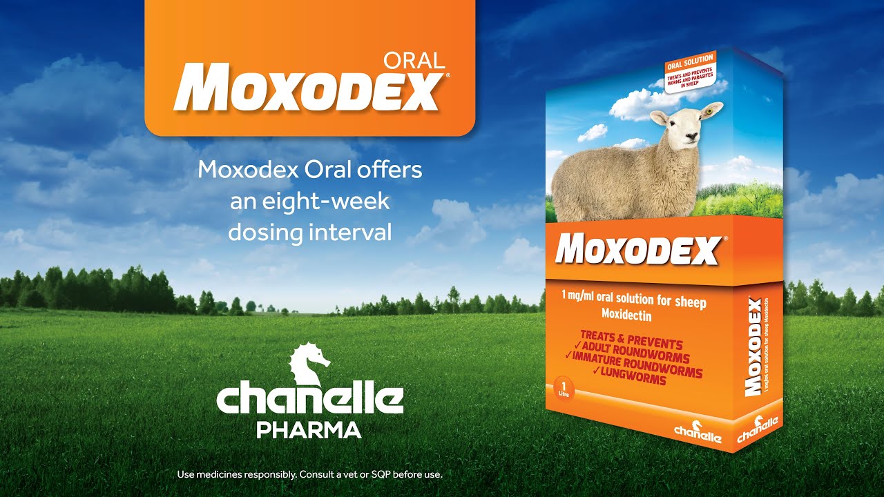 Video | Kerry Vet recommends Moxodex Oral for mid-season lamb worm ...