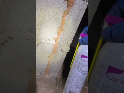 Very Active Termites