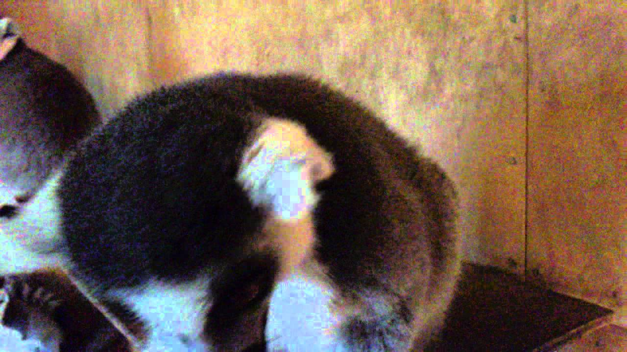 lemars at reaseheath college