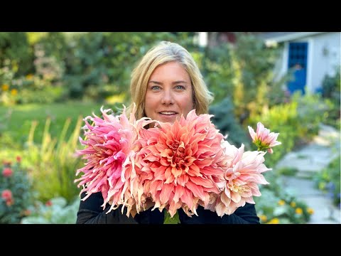 DAHLIA TOUR | You won't believe the size!