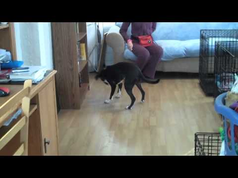 Capturing: Lazy Training at its Best | Paws Abilities