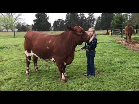 Kellen Murphy Kilgore FFA - StockShowAuctions.com