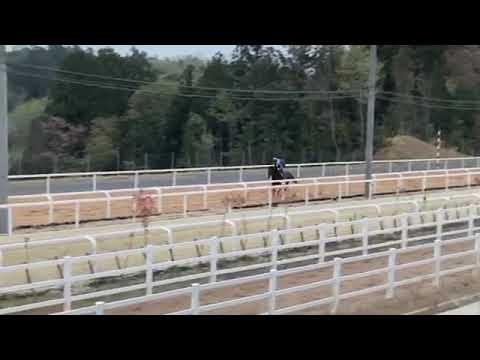 Horse Rider Jobs In Japan 🇯🇵🇯🇵 2022