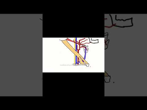 External carotid artery | branches of external carotid artery