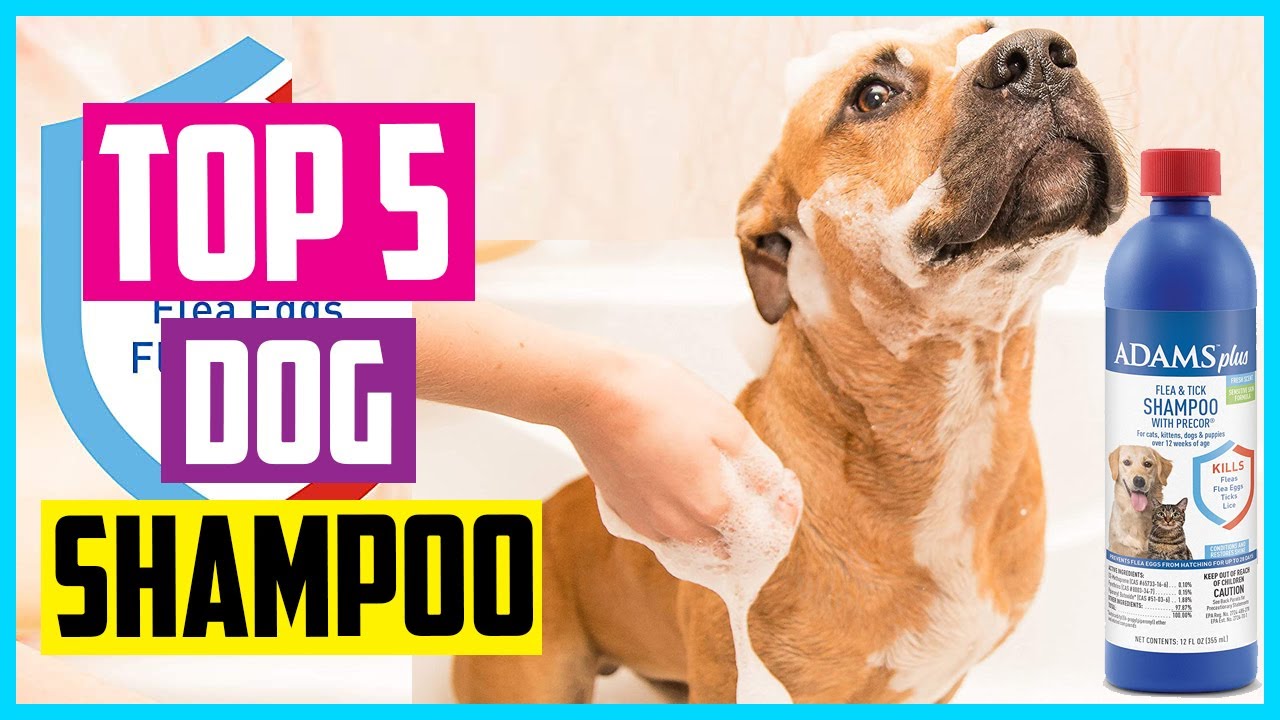 ✅Best Dog Shampoo  TOP 5 Dog Shampoos 2024