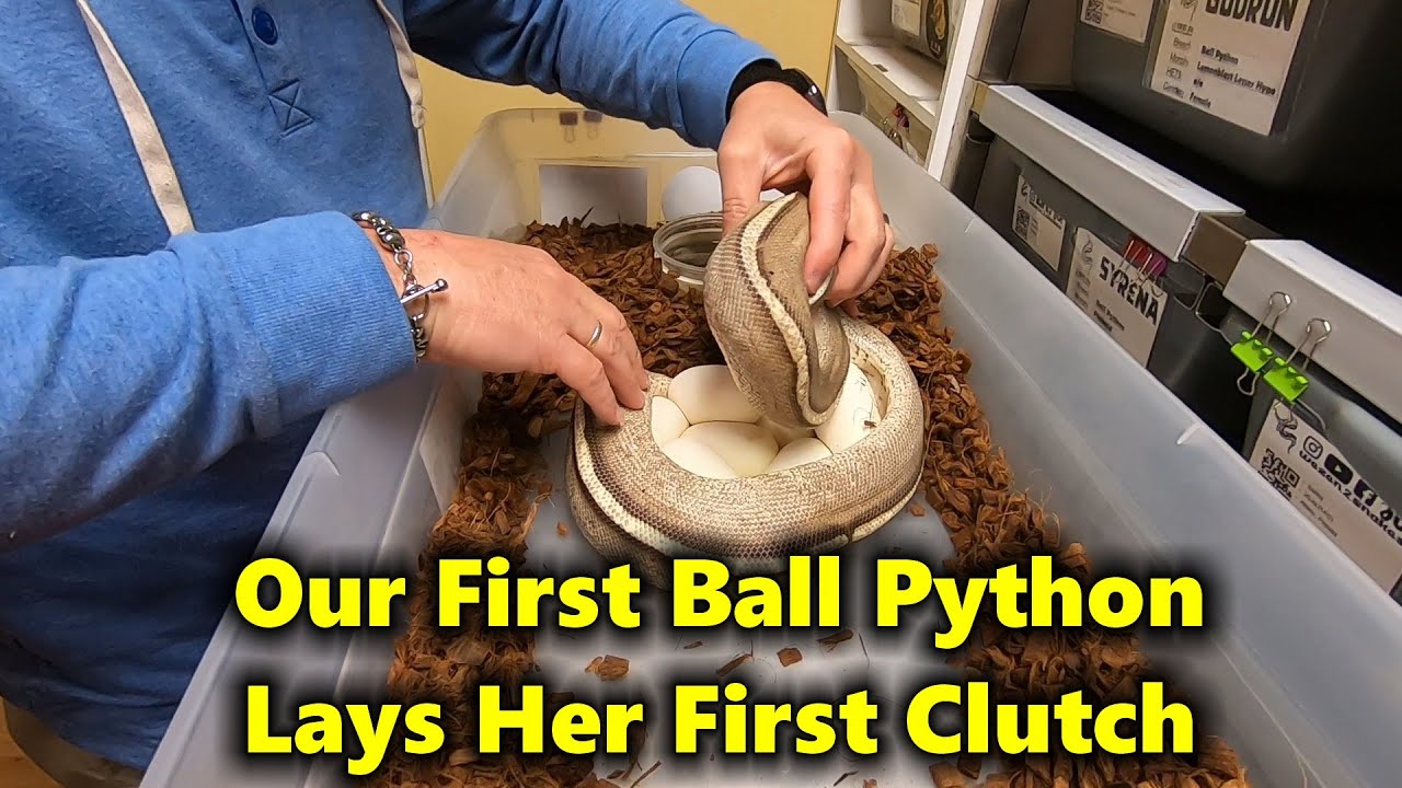 Our First Ball Python Lays Her First Clutch