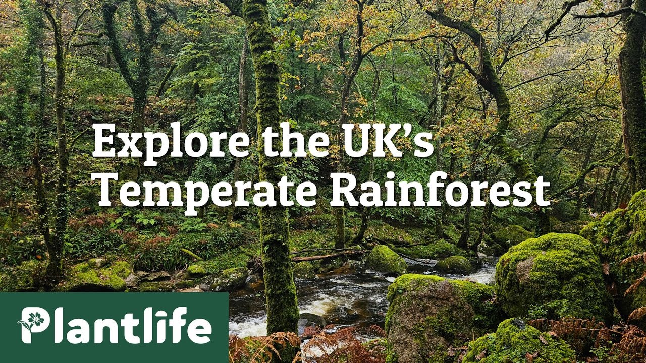 Relax and Explore the UK's Temperate Rainforest with us