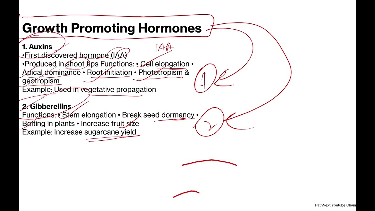Plant Hormones Explained | Auxin, Gibberellin, Cytokinin, Ethylene, ABA | Plant Growth & Regulation